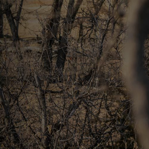 First Lite Camouflage